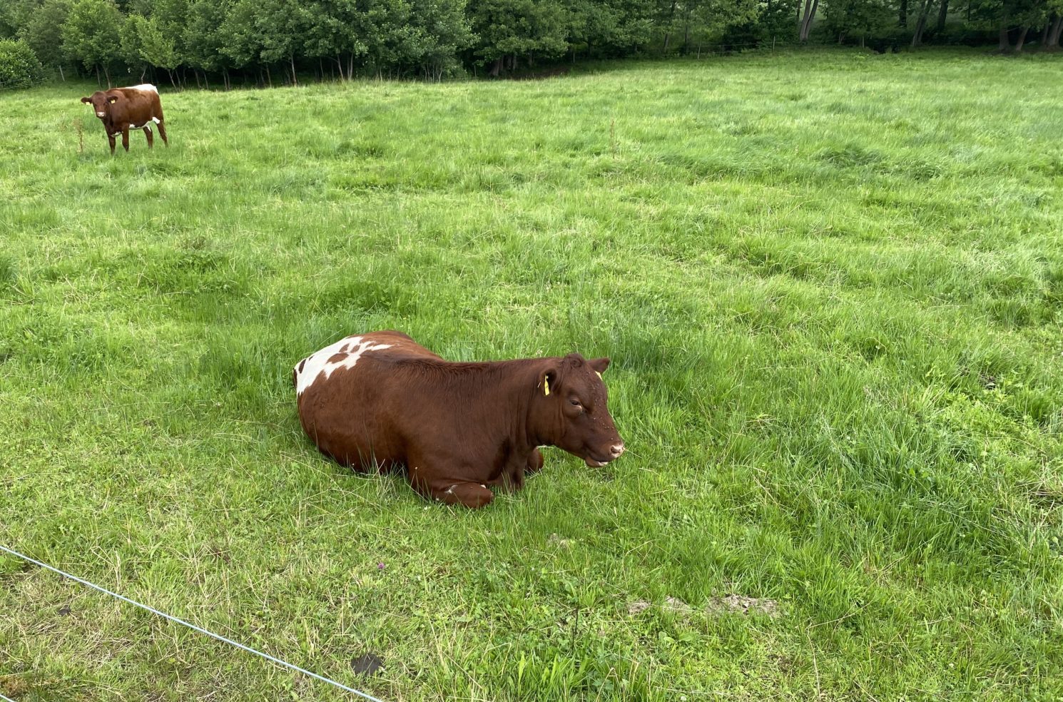 Pinzgauer Rinder | GUNDELACH BIO